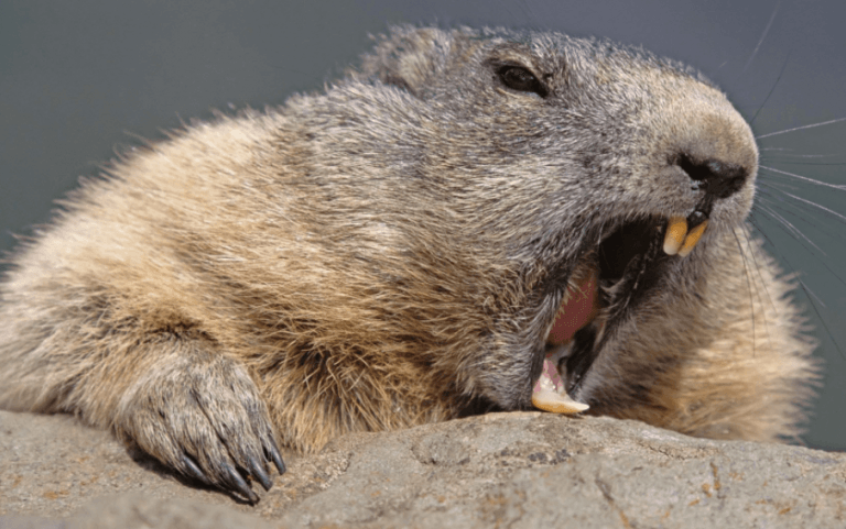 Episode 48: Beaver Fever with Dr. Pabani! - Primary Medicine Podcast